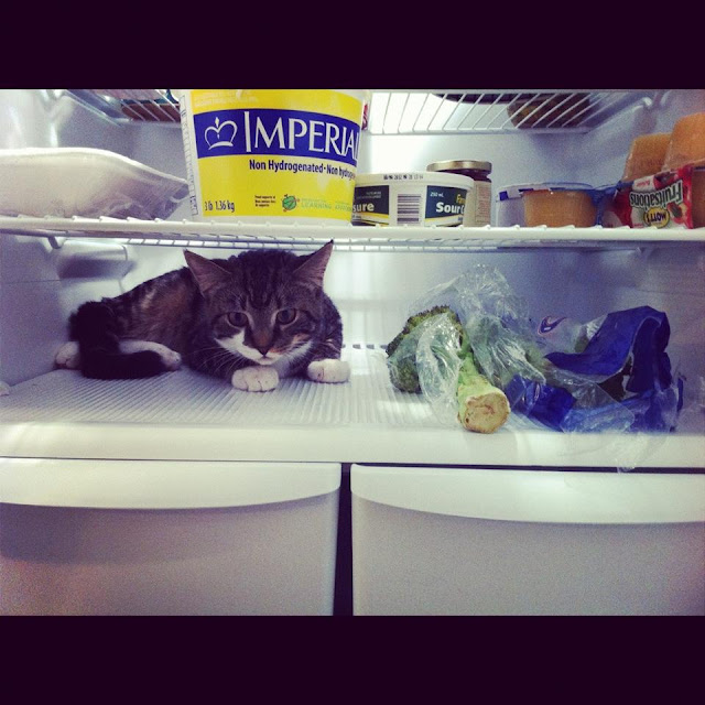 241543903 Cat in Freezer ~ 241543903 / Heads In Freezers Meme