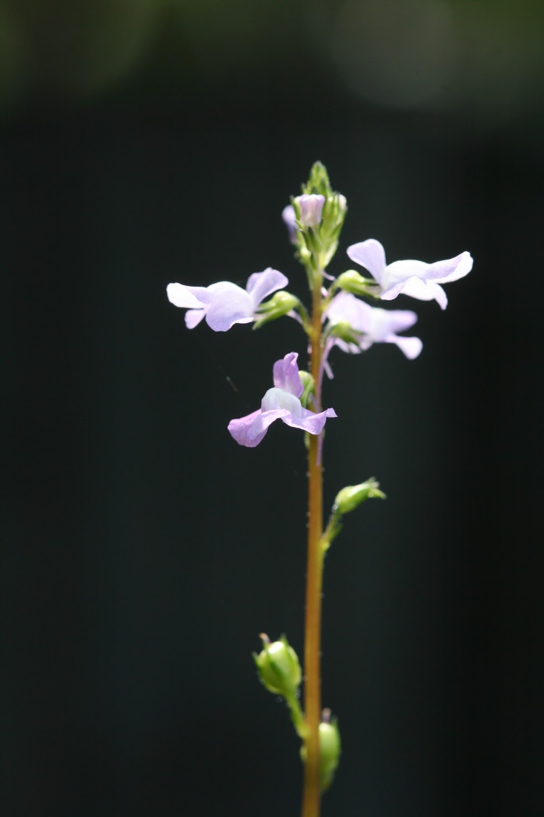 Native Florida Wildflowers: Canadian Toadflax - Linaria canadensis