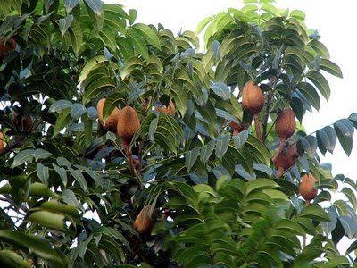 Pohon Mahoni | GazzGazz