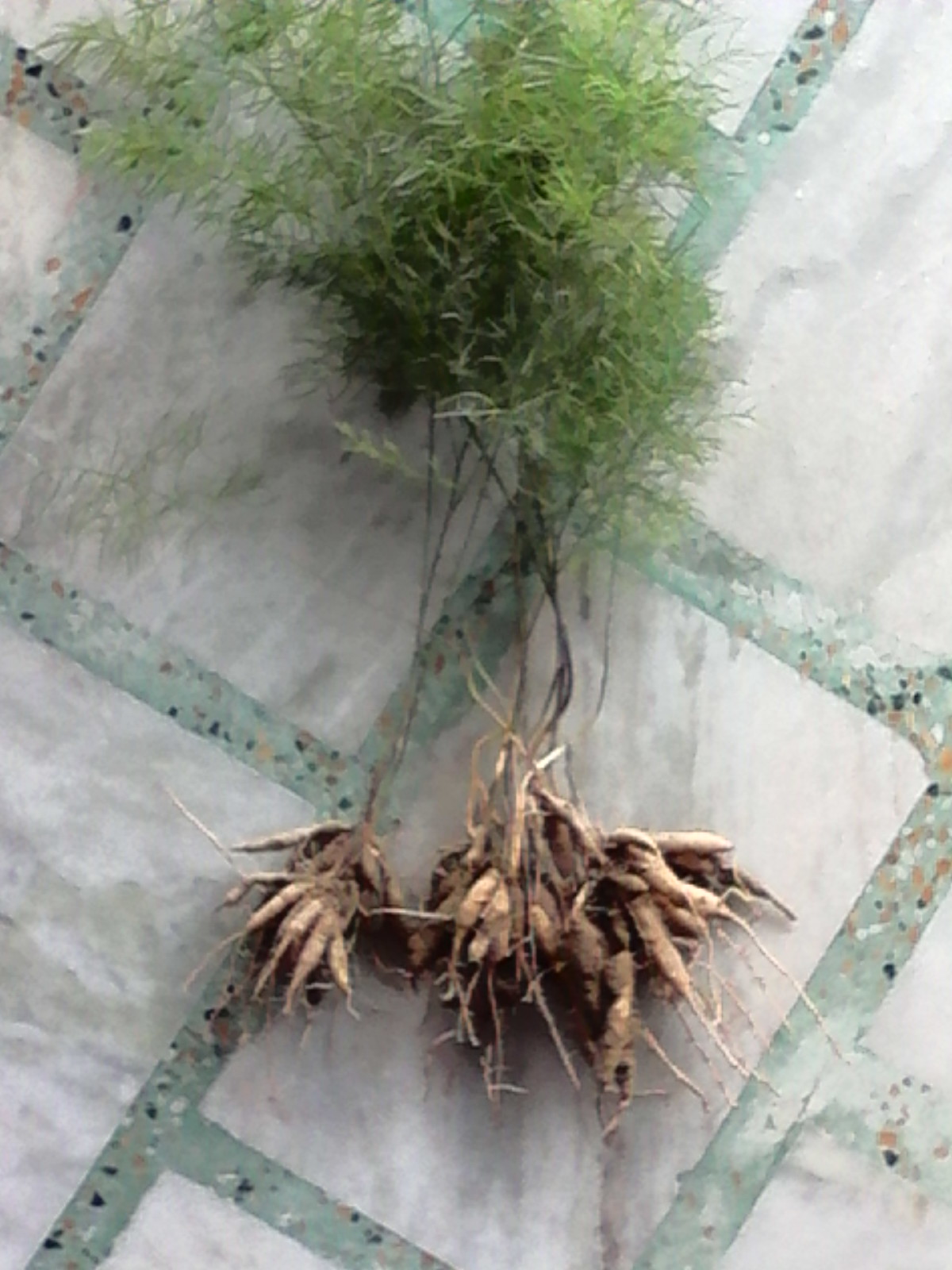 Yellow nepali shatavari ( wild asparagus racemosus ) farming: Yellow ...