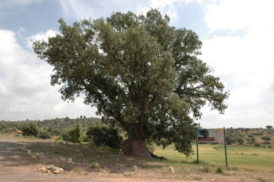 1/7/15 ~ LENGUA CHURRA
