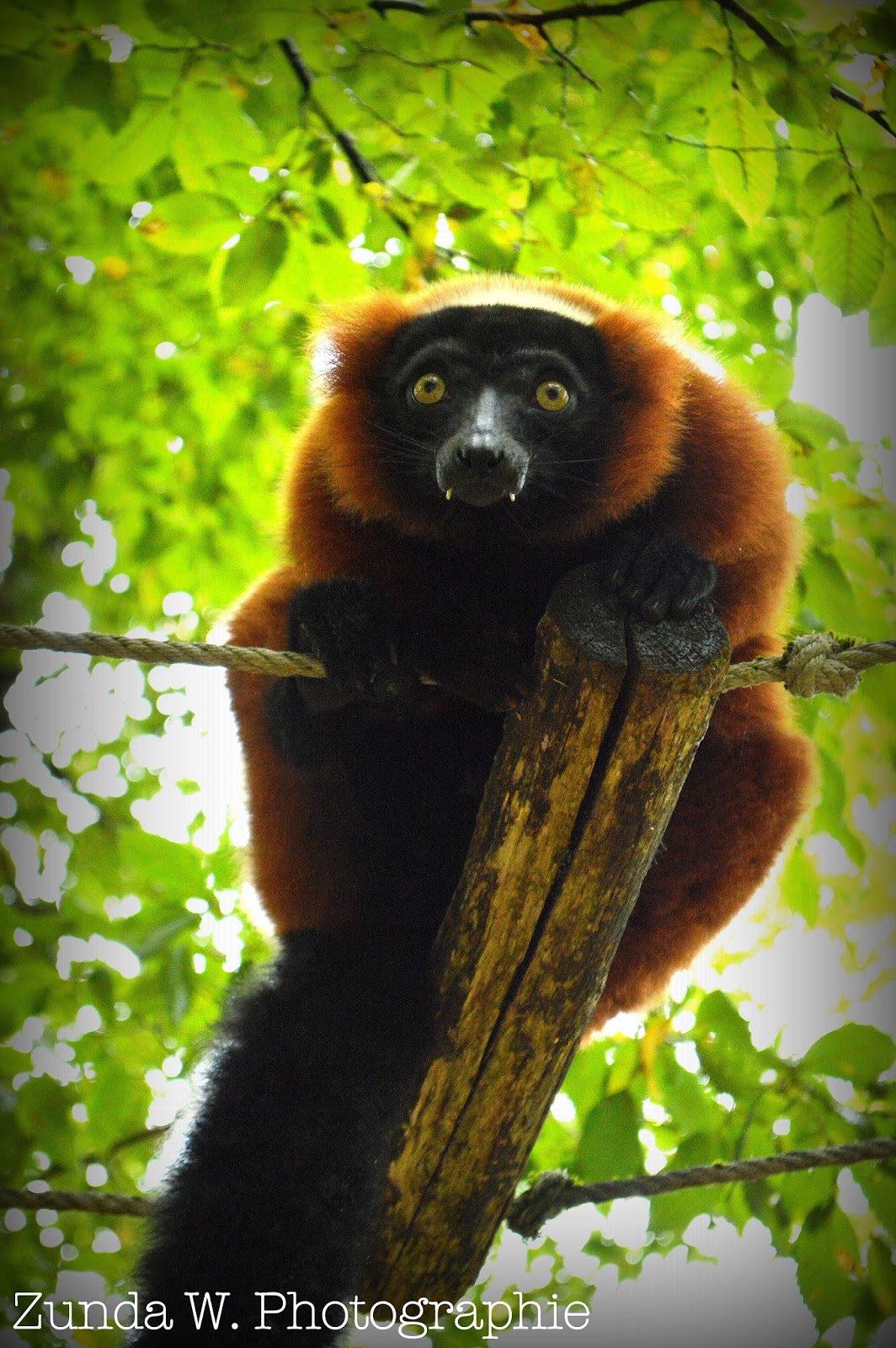 Zunda W. Photography