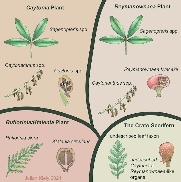 Fantastic Caytoniales and how to reconstruct them.