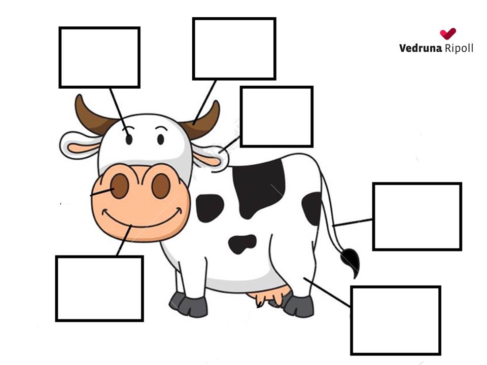 P3: LES PARTS DEL COS DE LA VACA