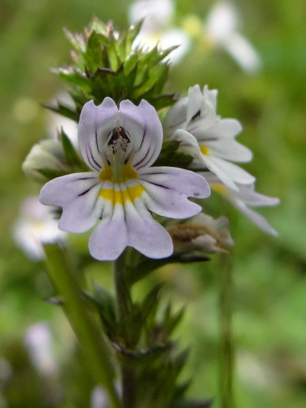Eyebright Tea Benefits ~ Healthy Tea 101