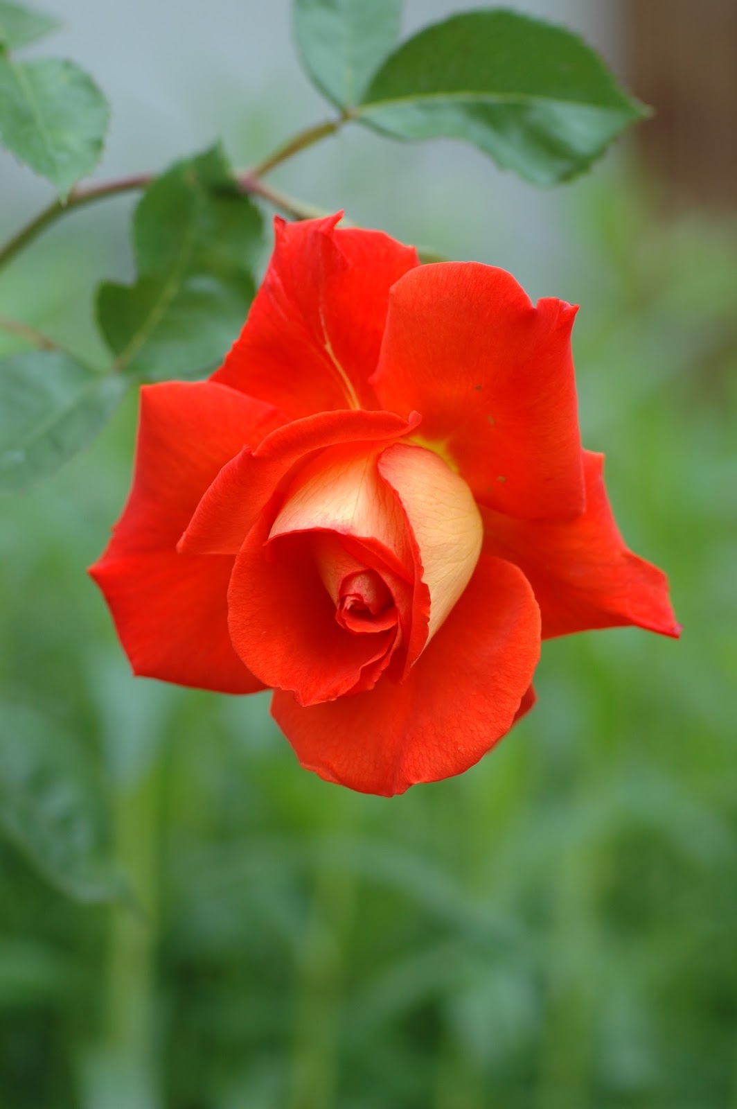 Xtremehorticulture of the Desert: Rose Primer for the Desert