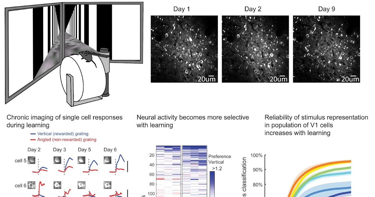 Selective Vision for Action: Research Interests