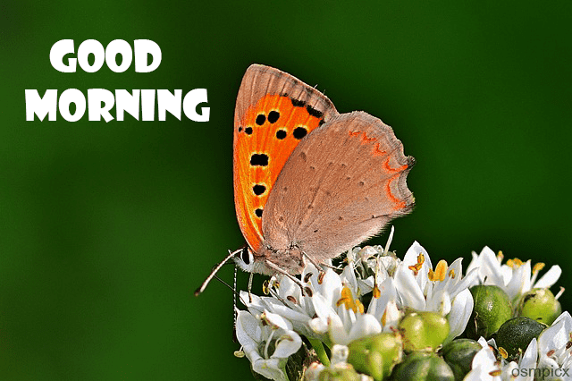 120+ Good Morning Images HD | Butterfly Morning Wishes, Quotes ...