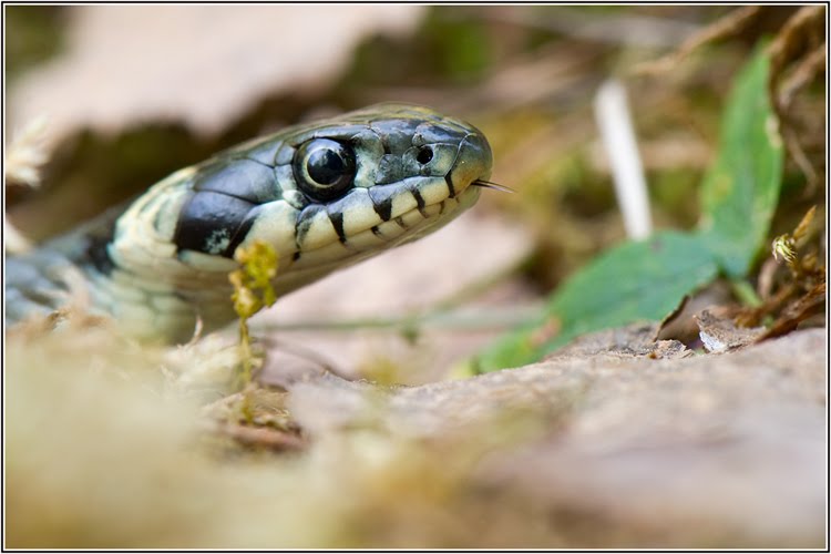 TOM DYRING WILDPHOTO / NN: "ORM"