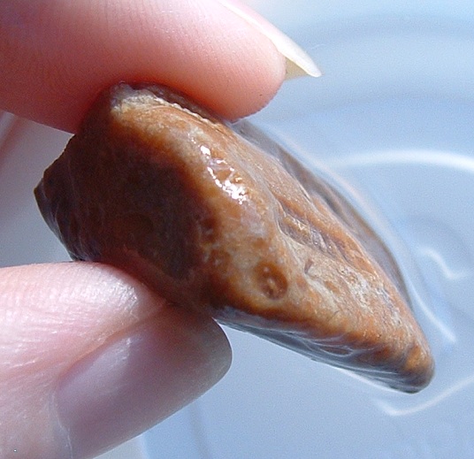 Louisiana Gravel Fossils and Agates: quartz crinoids in rock