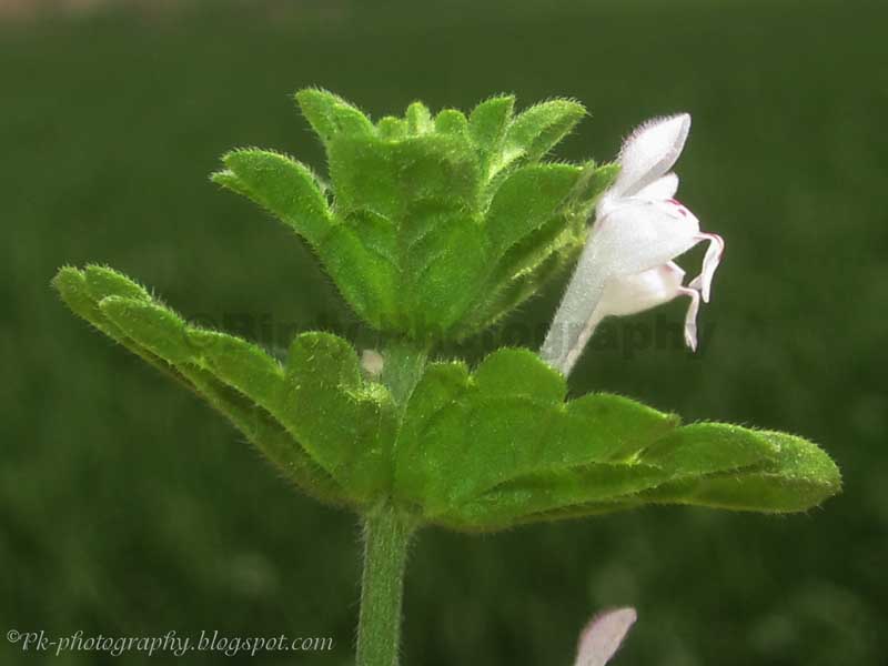 Henbit-Lamium amplexicaule | Nature, Cultural, and Travel Photography Blog