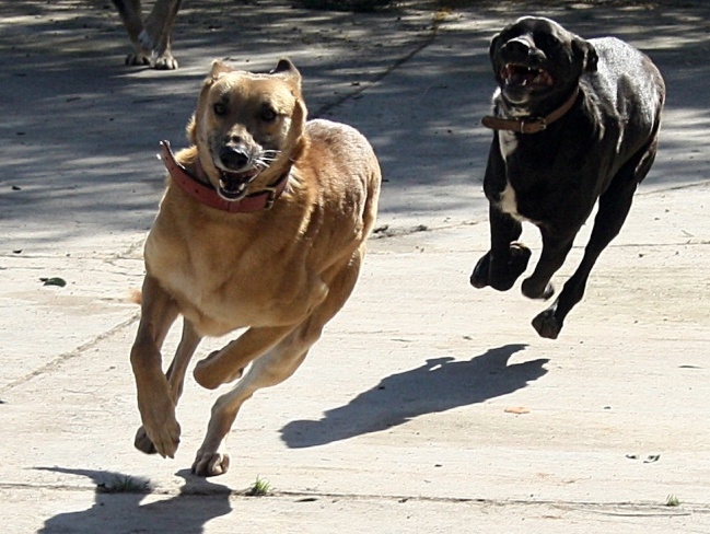 NOBLE GALGO: 3ª DIFUSIÓN: RUBIO, MALINOIS EN ADOPCIÓN