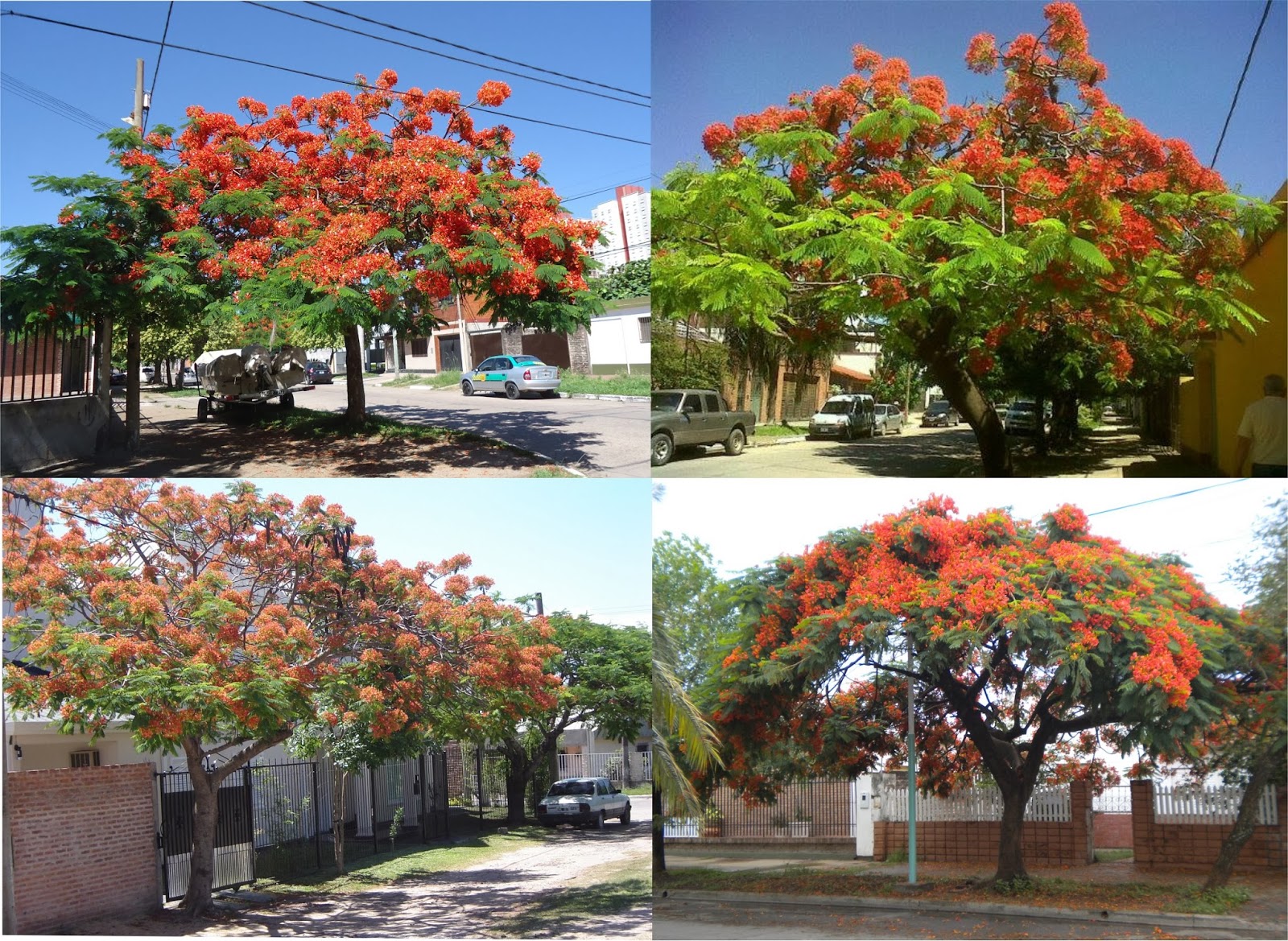 v e r d e c h a c o: Chivato