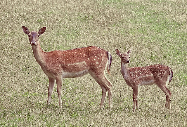 Blog przyrodniczy: Sarny w lesie
