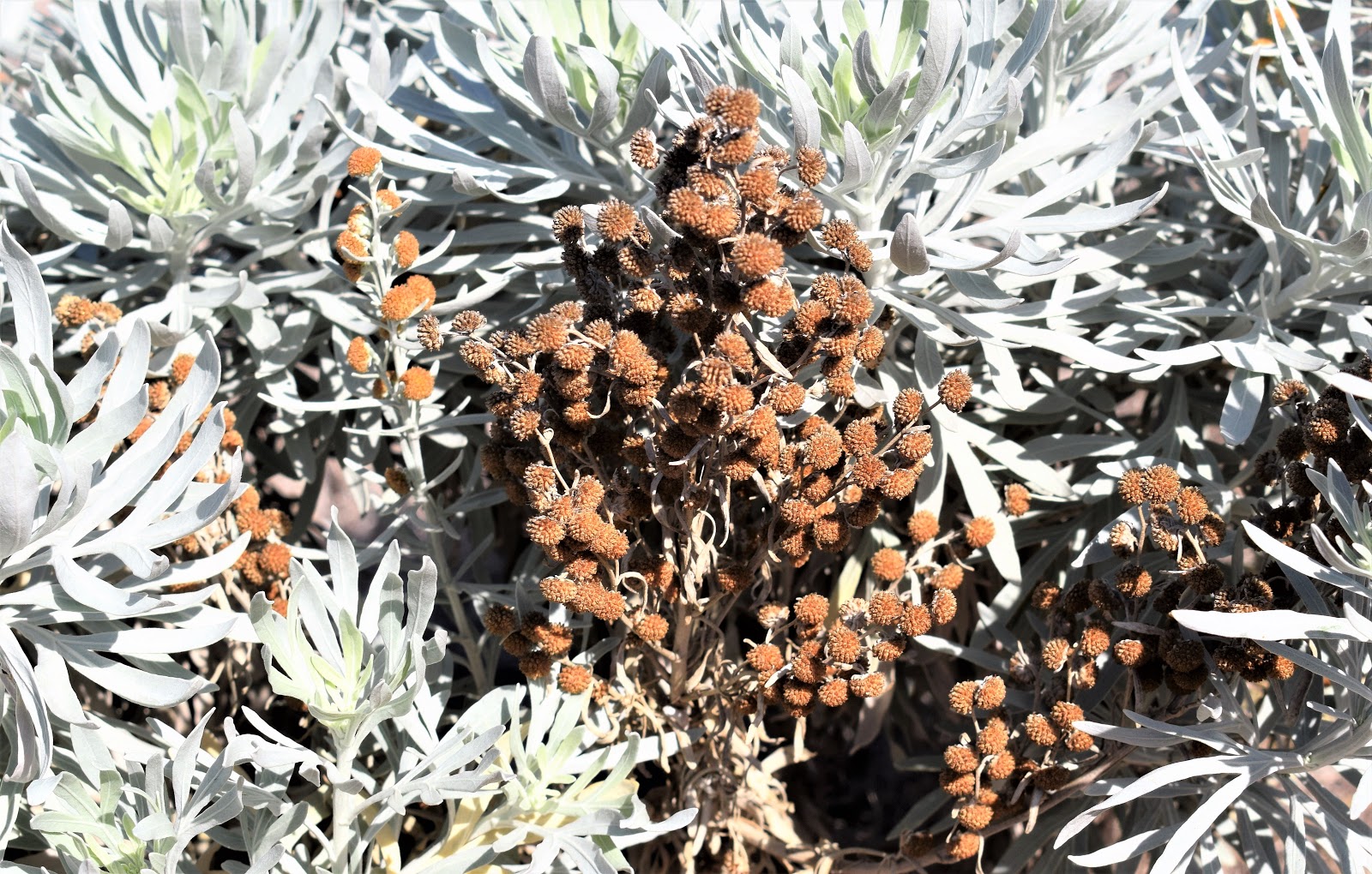 Plantas: Beleza e Diversidade: Losna (Artemisia argentea)
