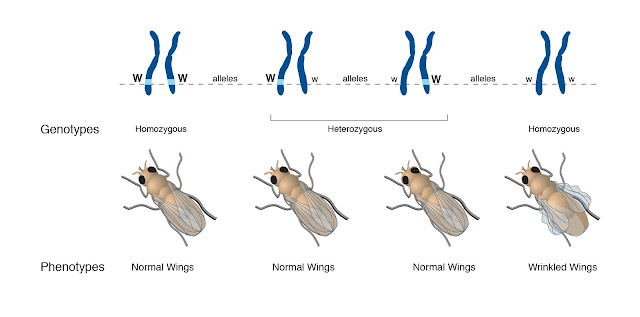 DIÁNOIA: POLIS VS CAOS: GENE:: Modern synthesis and its successors ...