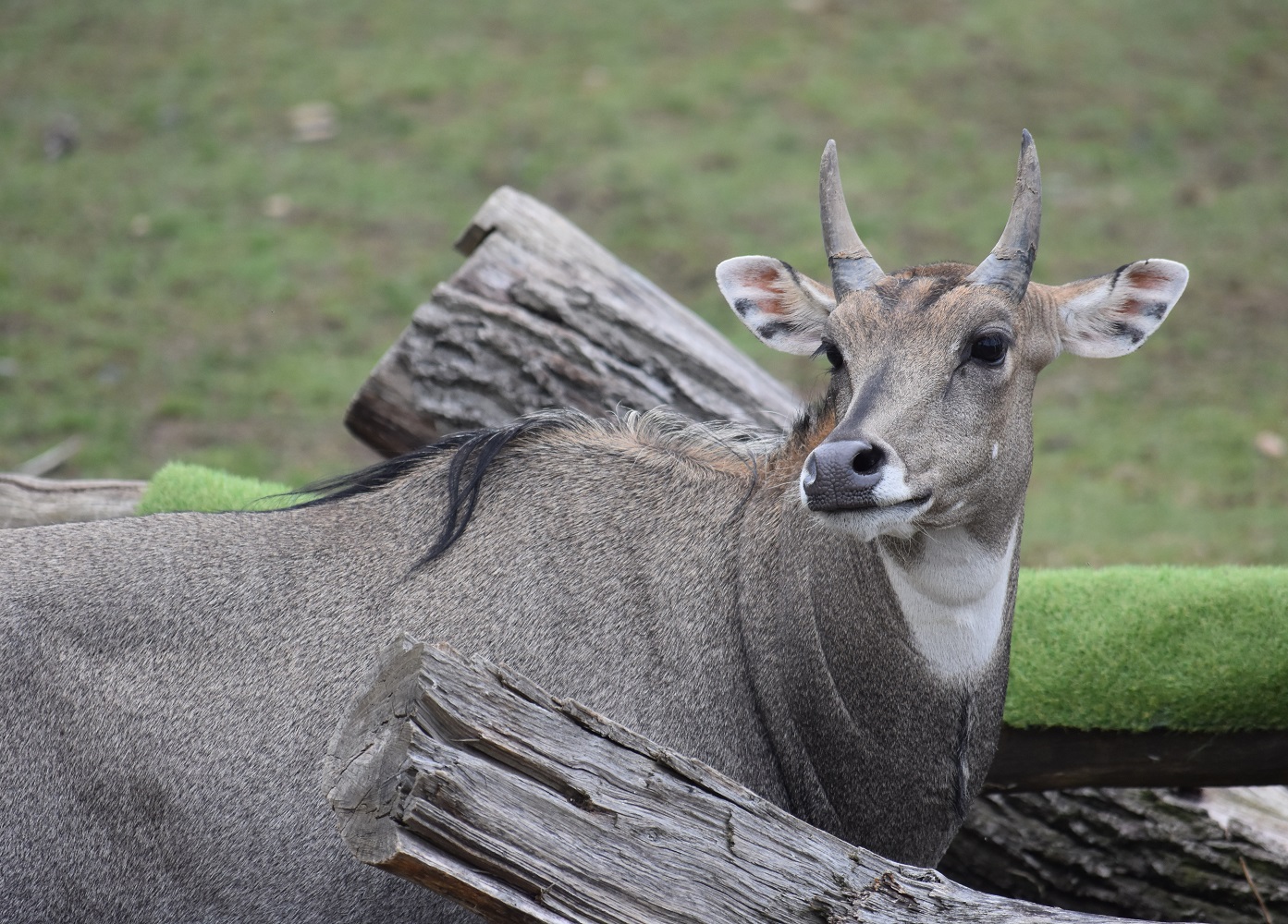 ZOOTOGRAFIANDO (6.100 ANIMALS): NILGO, NILGHAI O TORO AZUL / NILGAI ...