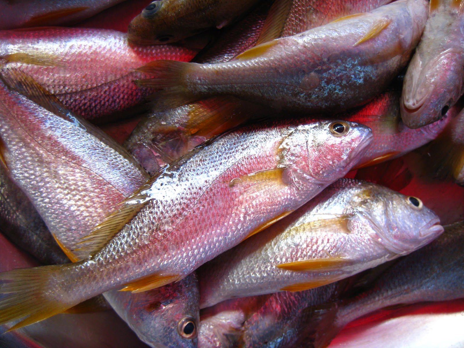 Beautiful Life: The Local