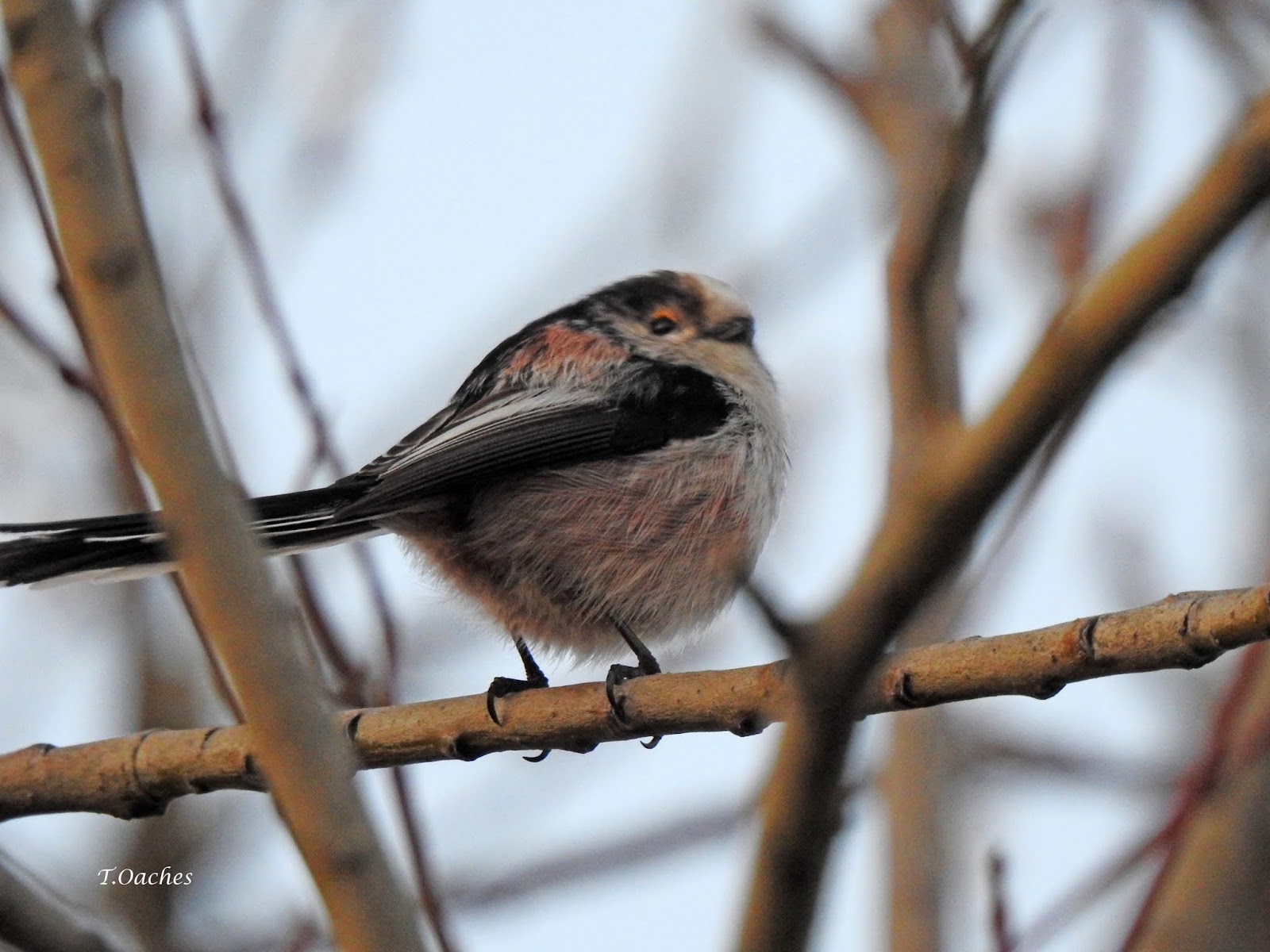 PASARI DIN ROMANIA: PITIGOI CODAT, Aegythalus caudatus