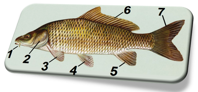 MAJOR FINFISH SPECIES CULTIVATED IN WORLD AQUACULTURE. - fisheriesindia.com