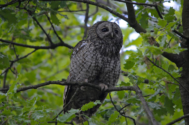 EL NIDO DEL XUAN: CÁRABO COMÚN. (Strix aluco)