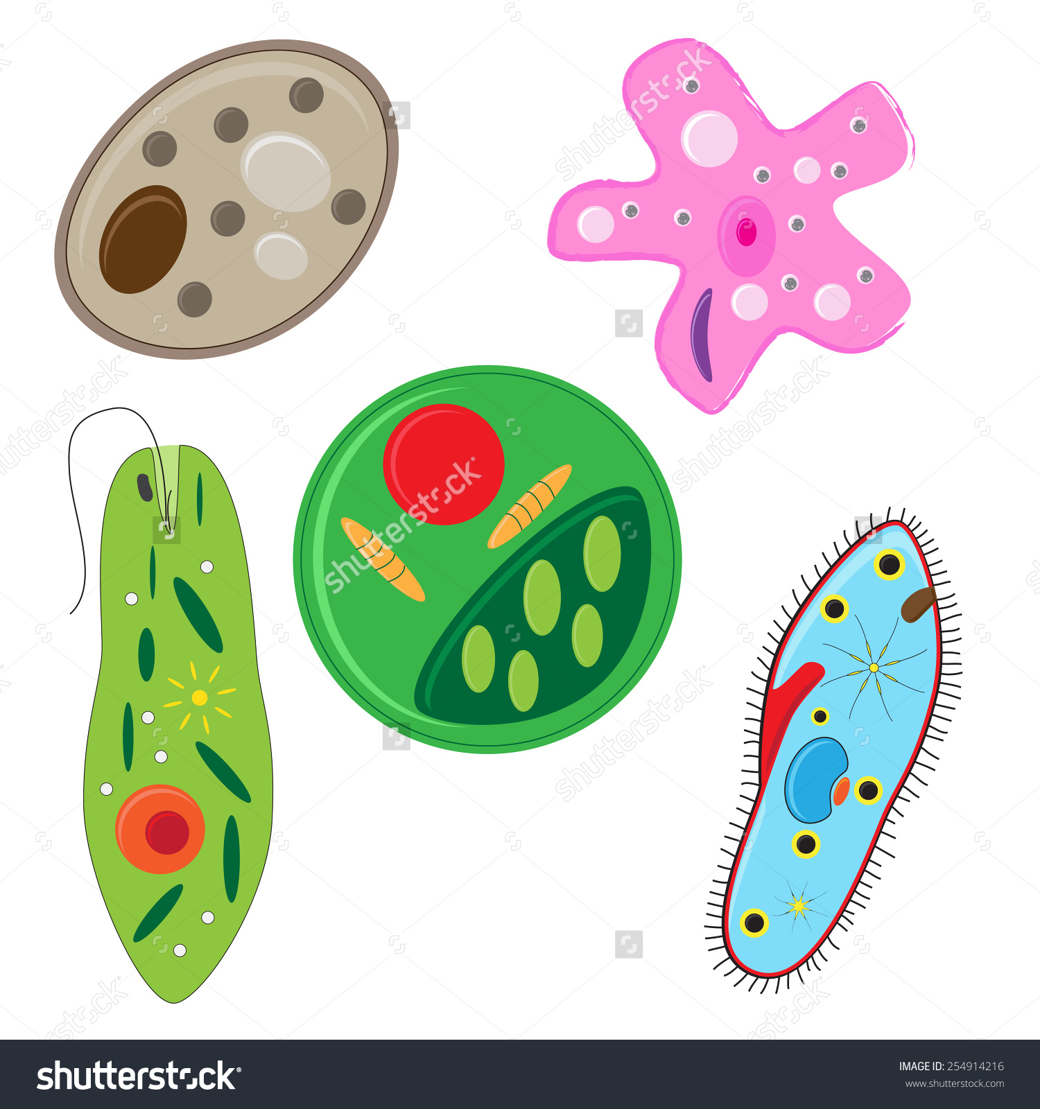 PROTISTA MIRIP HEWAN (PROTOZOA) - Biologi-Art