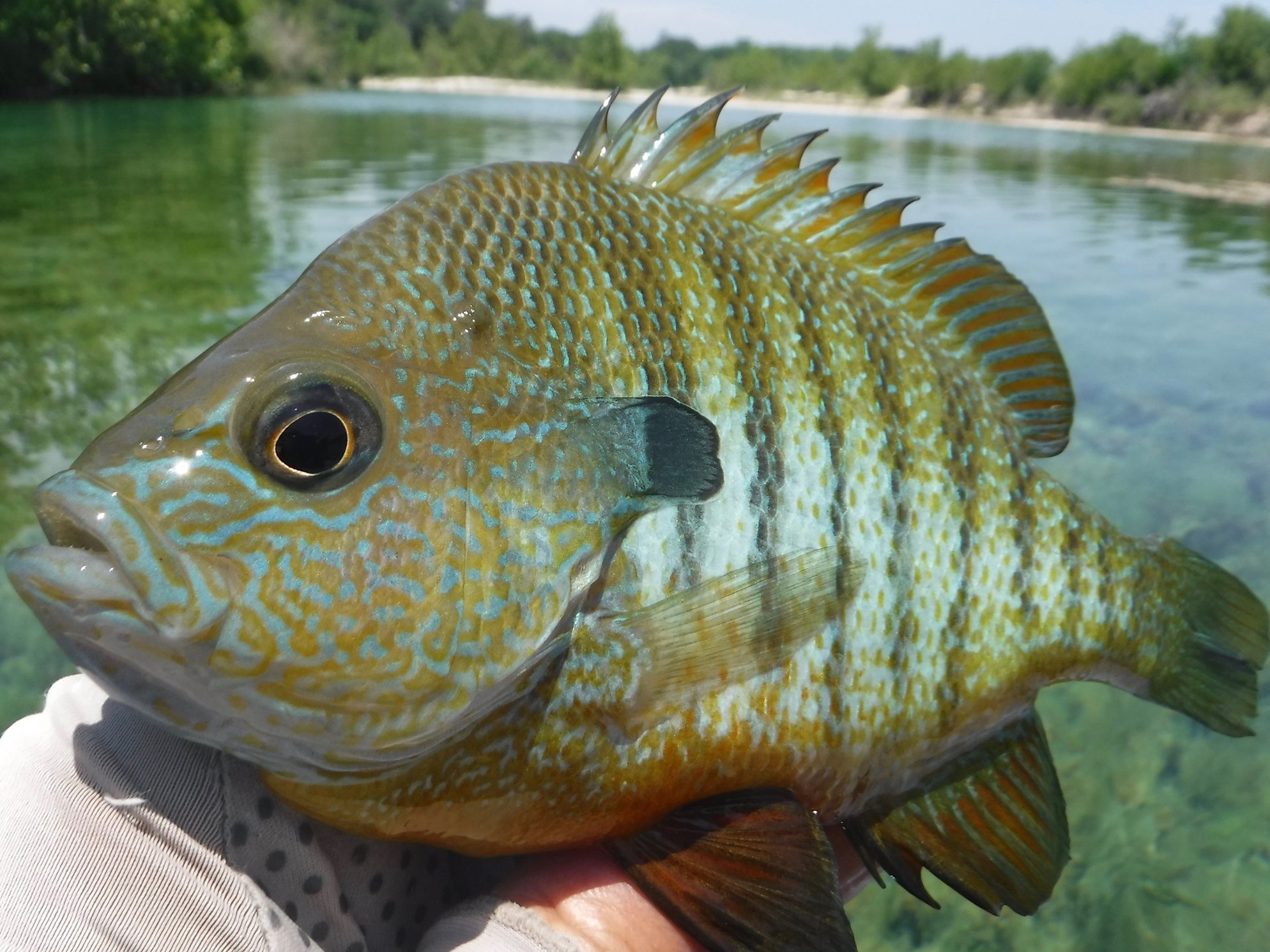Longear Sunfish