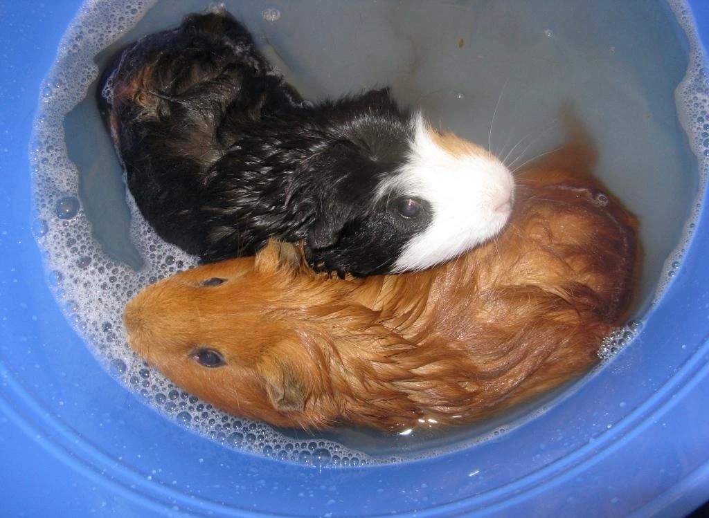 ΙΝΔΙΚΟ ΧΟΙΡΙΔΙΟ (GUINEA PIG) photos - wallpapers | the fun bank