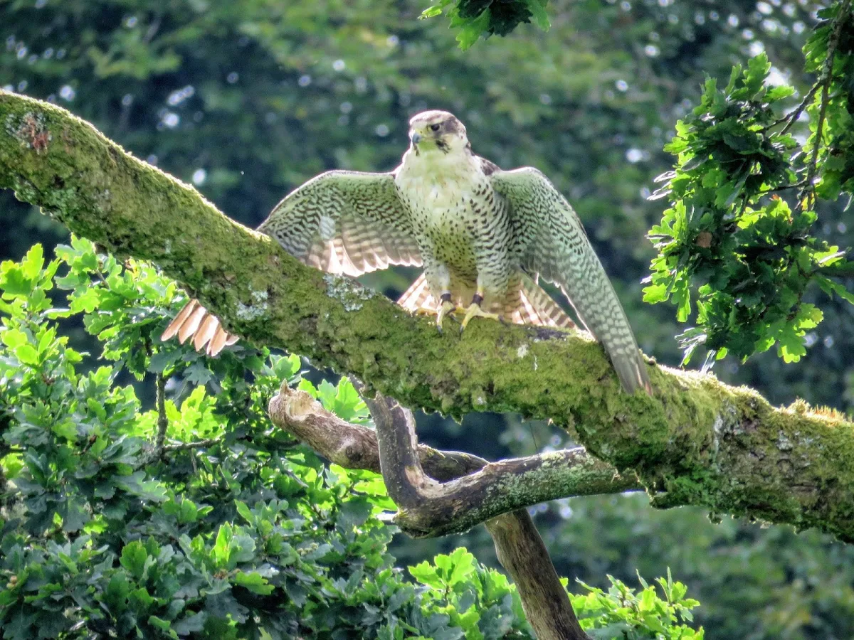 Is Mount Falcon the Best Place for a Hawk Walk in Ireland? | Sidewalk ...