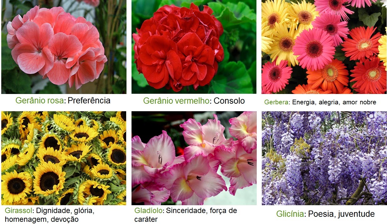 Confira aqui os significados das Flores com a letra "G" ~ GARÇONS E CIA ...