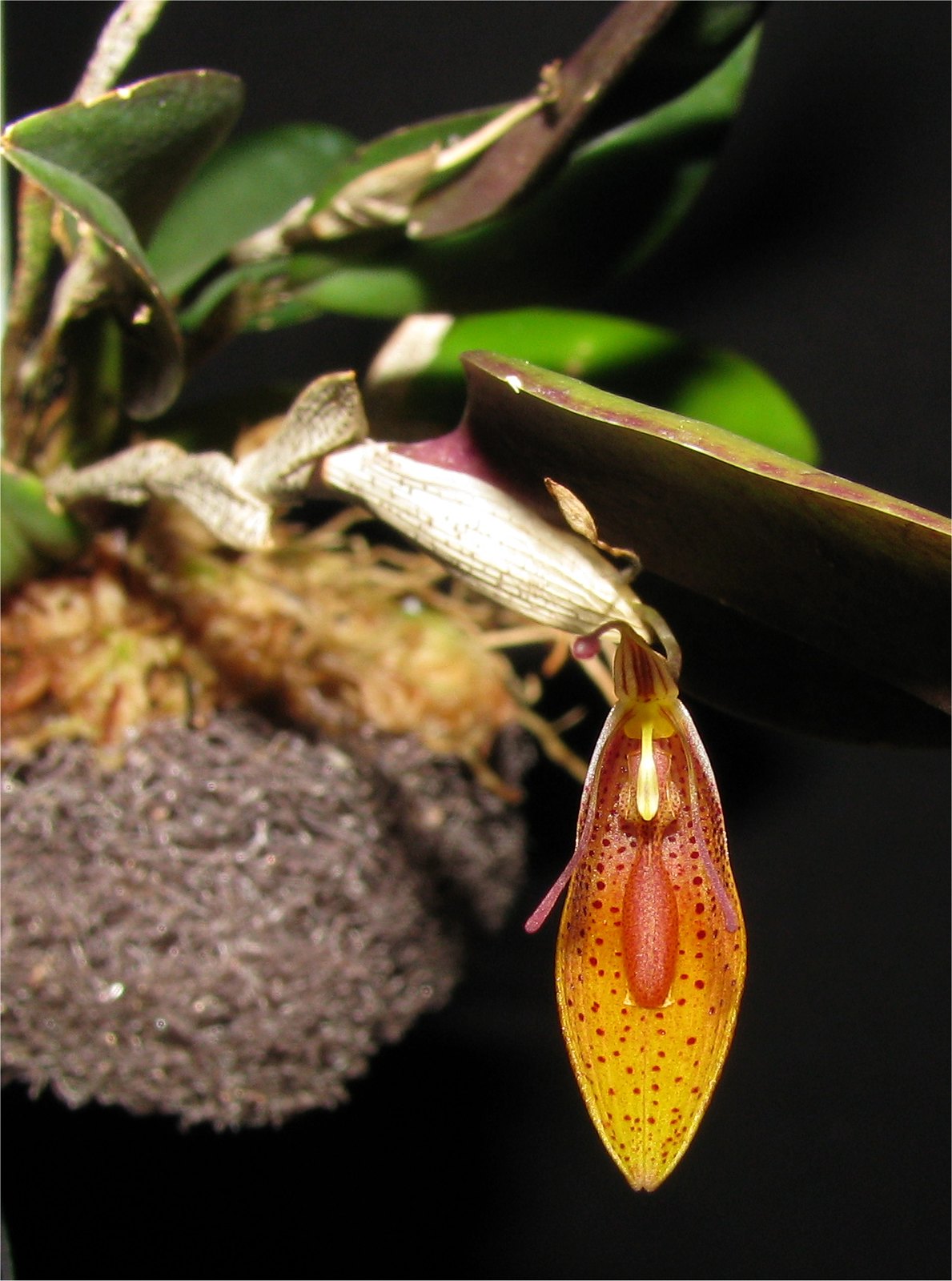 Restrepia mohrii care and culture | Travaldo's blog