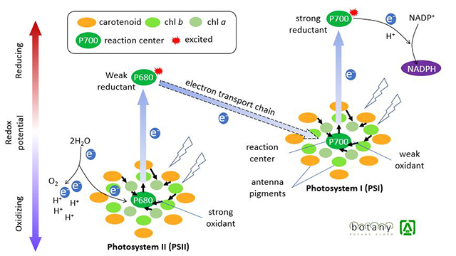 Photosynthetic apparatus