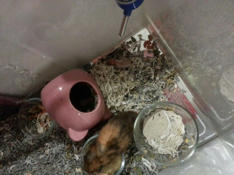 Natural PawPals: Cherimoya the Calico (aka Tortoiseshell Banded) Syrian ...