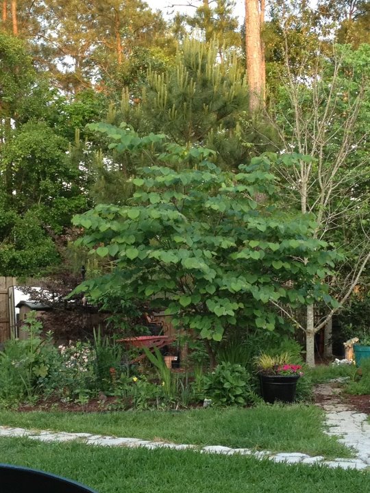 My Carolina Yard: Big Ideas for Small Spaces