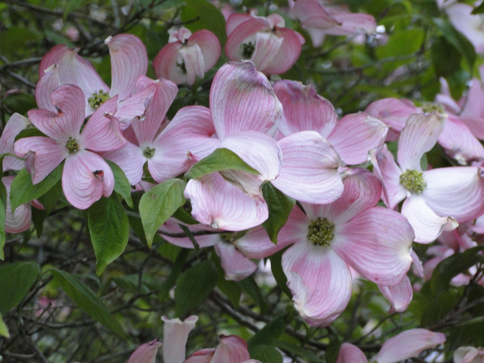 Lake Superior Weddings: Happy 1st. Day of Spring! Pink Dogwood, and ...