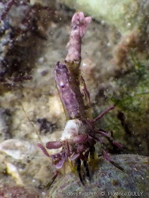 Variety of Life: Alpheoidea