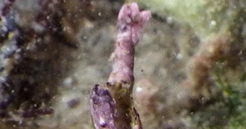 Variety of Life: Alpheoidea