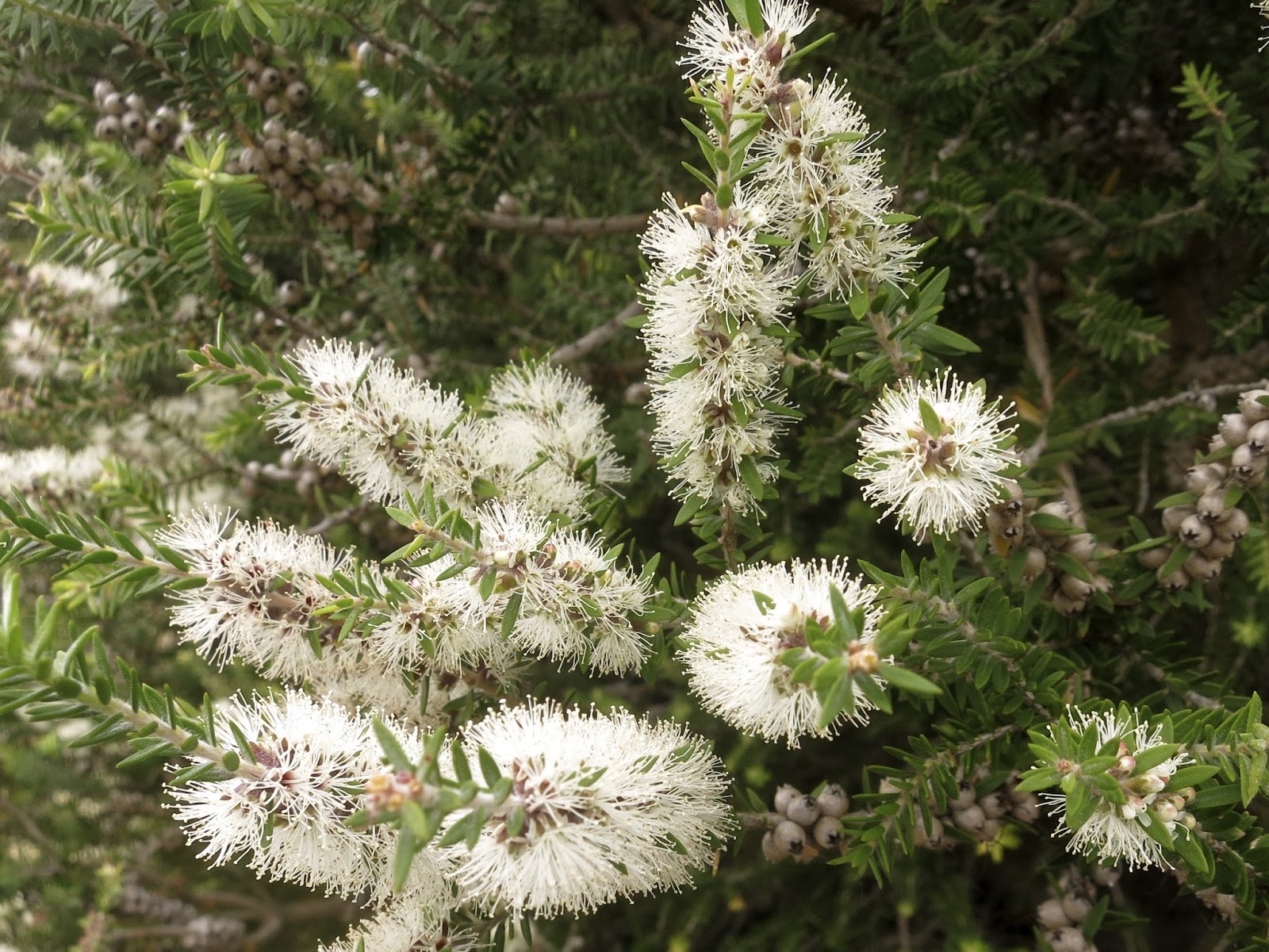 ROADSIDE IKEBANA: MOONAH
