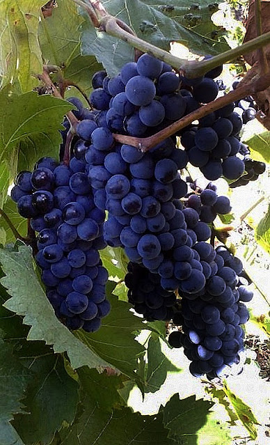 ΑΓΙΟΚΥΠΡΙΑΝΙΤΗΣ: ΘΕΟΔΩΡΗΤΟΥ ΙΕΡΟΜΟΝΑΧΟΥ: ΑΒΒΑΚΟΥΜ Ο ΑΝΥΠΟΔΥΤΟΣ (ΜΕΡΟΣ 10ον)