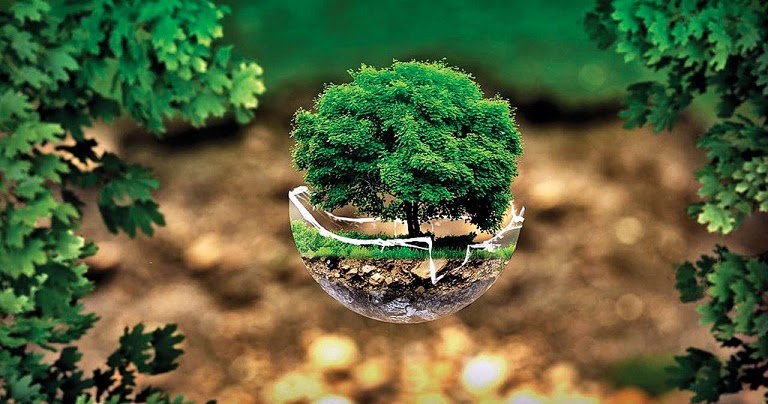 Apa yang Dipelajari para Ahli Ekologi? | Belajar Sampai Mati