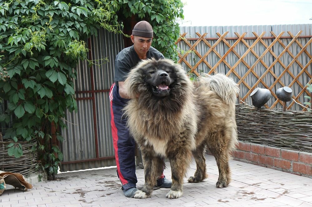 caucasian shepherd dog: Caucasian shepherd russian dog breeds large