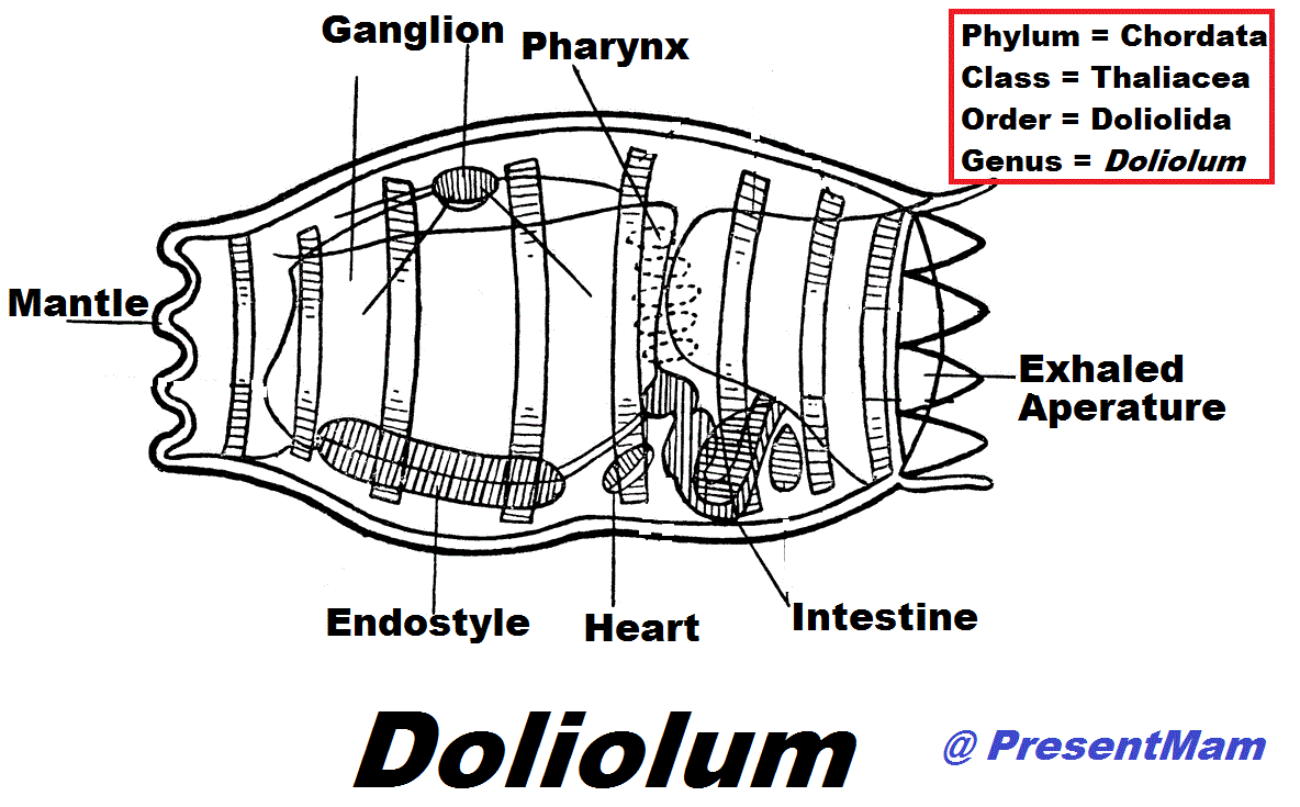 Phylum Urochordata Doliolum