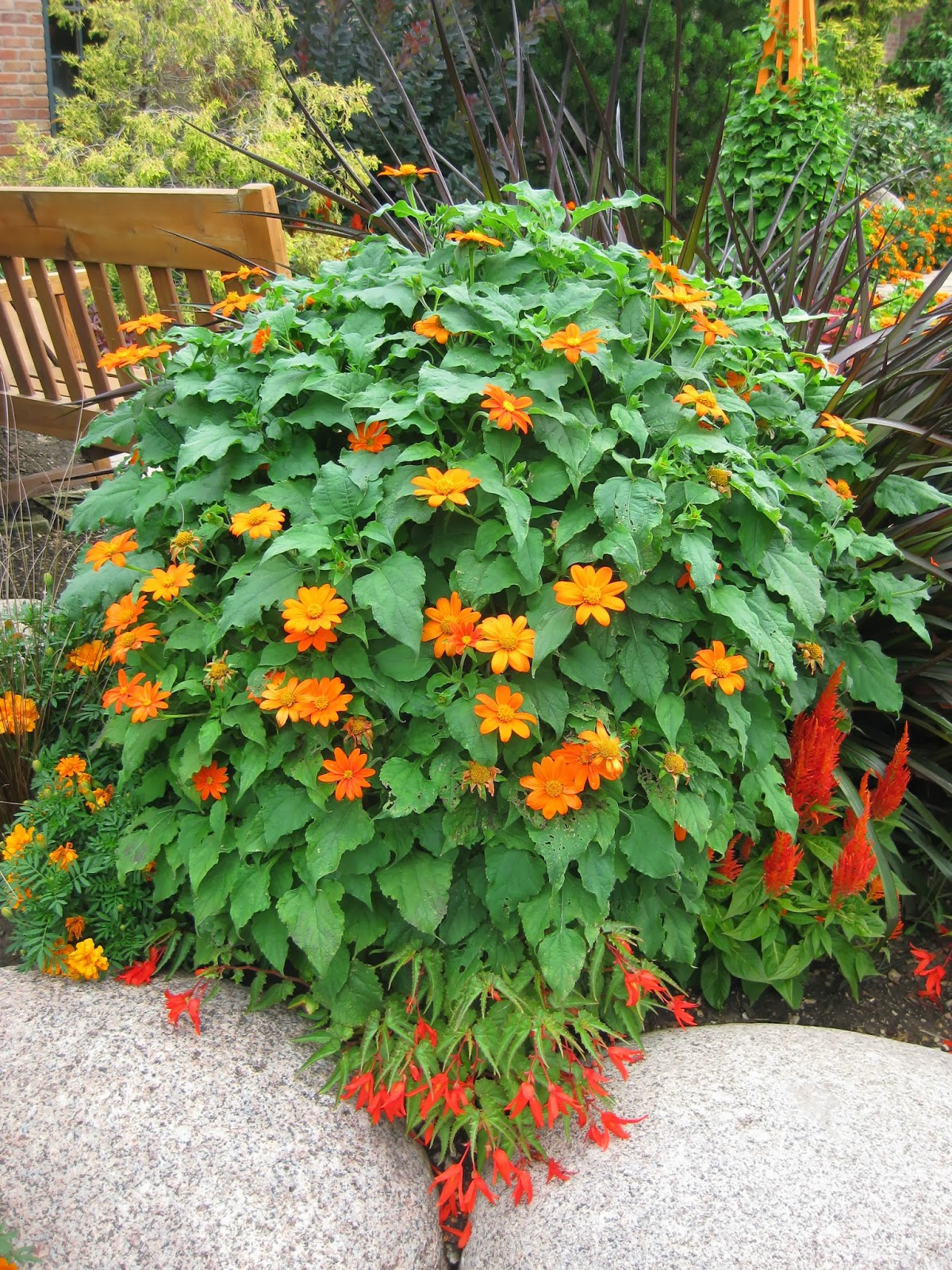 Rotary Botanical Gardens - Hort Blog: Tease Monarchs With Tithonia