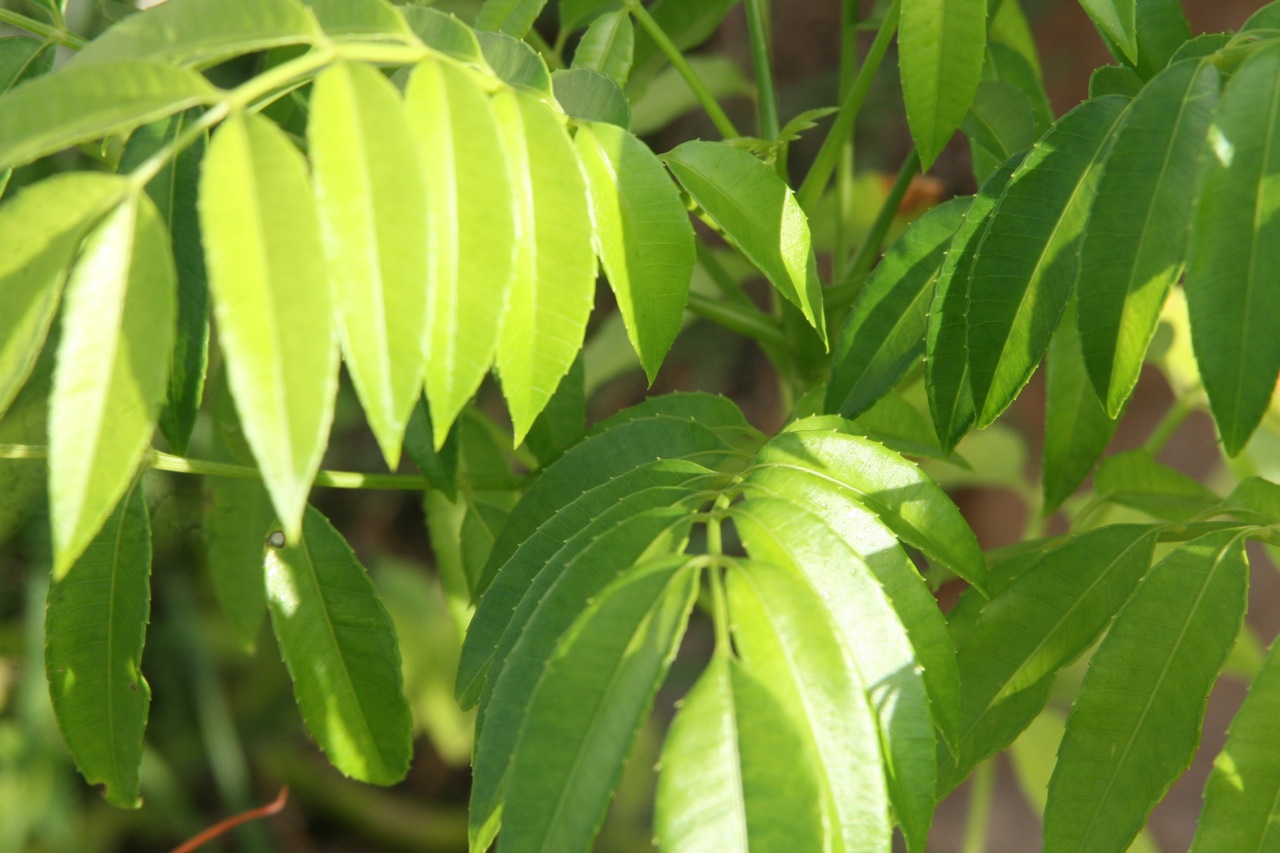 My Tropical Organic Garden: Pommecythere (dwarf variety) (Old photos)