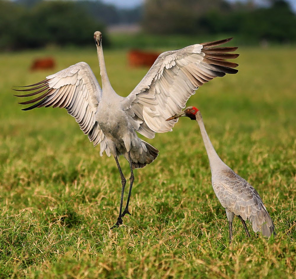 tyto tony: June 2014