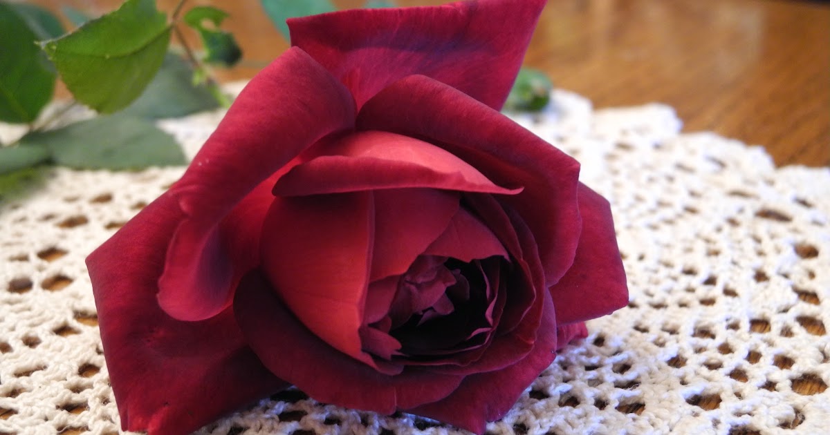 God's Growing Garden: Frank's Flowers - The "Black Cherry" Rose