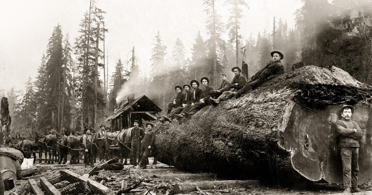 daily timewaster: Lumberjacks sit on a giant spruce log 30 feet in ...
