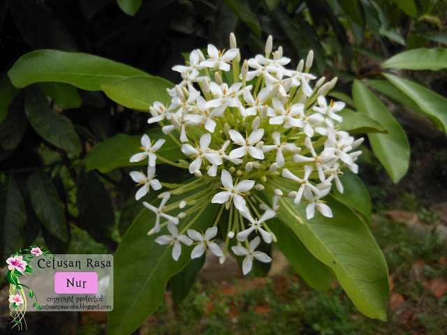 Cetusan Rasa: Bunga Siantan Putih