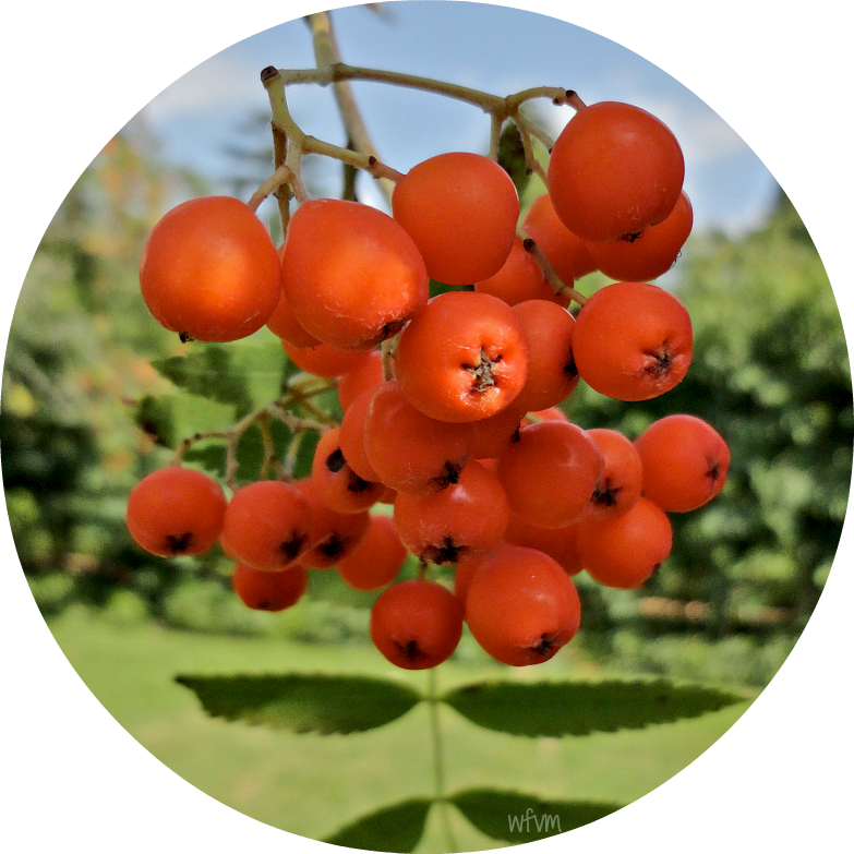 Where Five Valleys Meet: Yearly cycle of two Rowan Trees