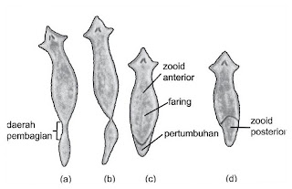 Gambar Macam-macam cacing | Dunia Binatang